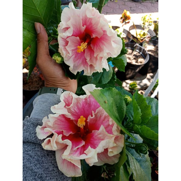 Jual bunga kembang sepatu hibiscus import langka pinky wave,, tanaman ...