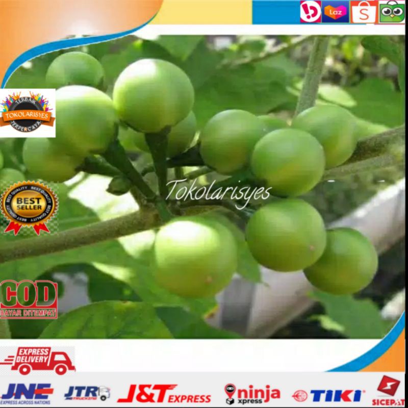 Jual Cepokak Takokak freh | Shopee Indonesia