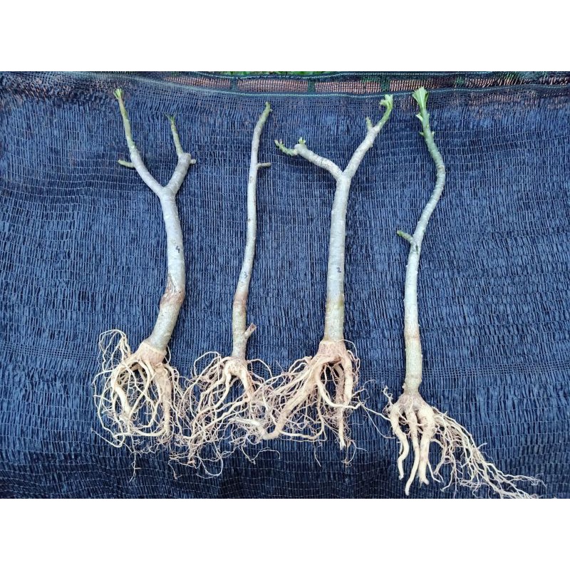 Jual Tanaman Hias Adenium Somalen Graf Akar Emas Akar Kuning | Shopee ...