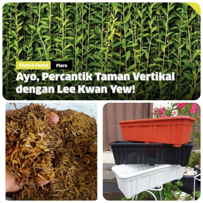 Jual promo!!! Tanaman hias lee kwan yew + Pot panjang + Sekam //Paket ...