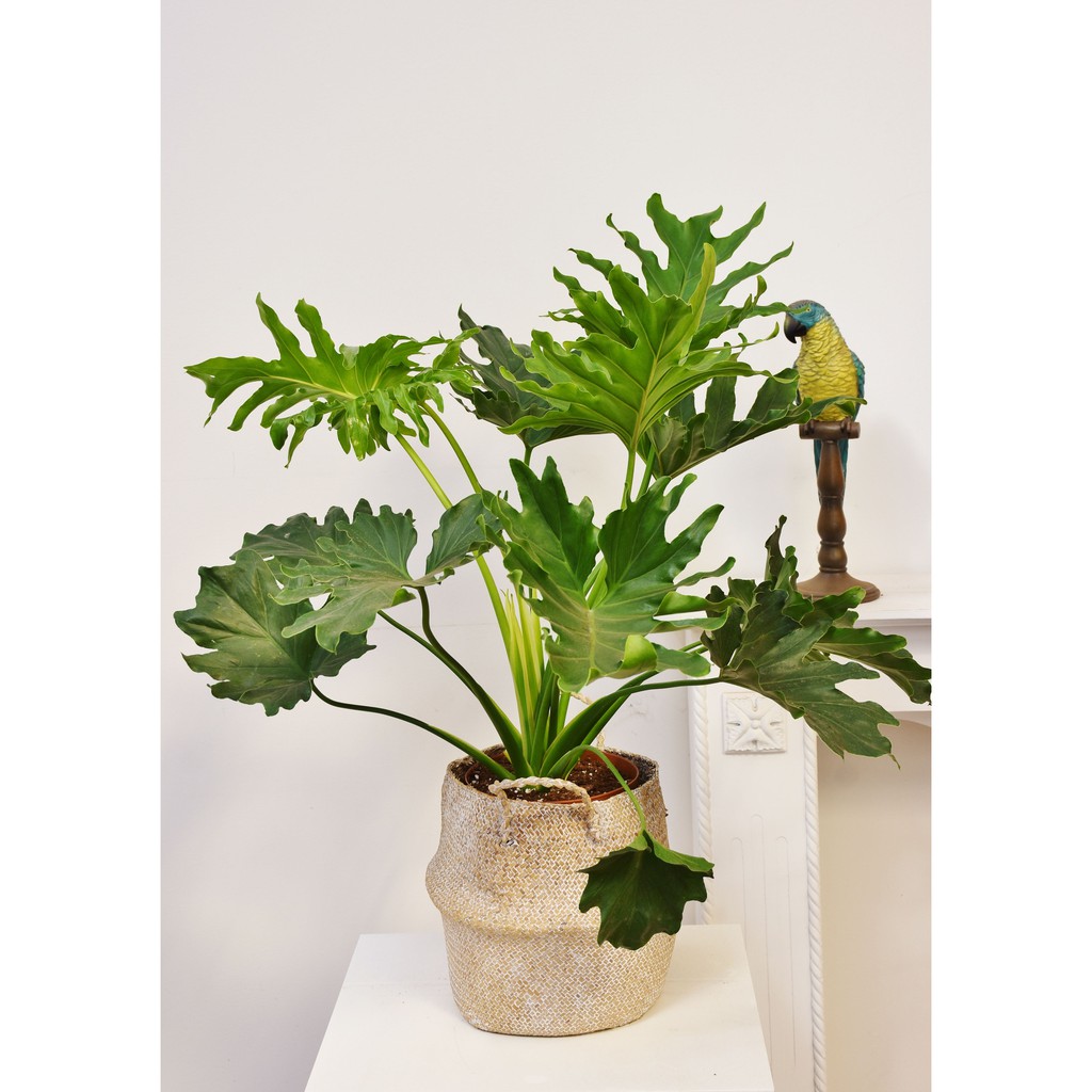 Jual Tanaman hias monstera jari philodendron jari-tanaman indor ...