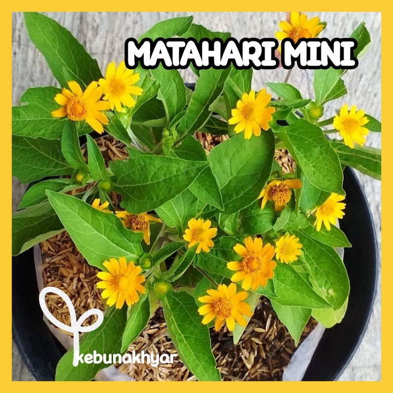 Jual Bunga Matahari Mini Tanaman Hias Bunga Butter Daisy | Shopee Indonesia