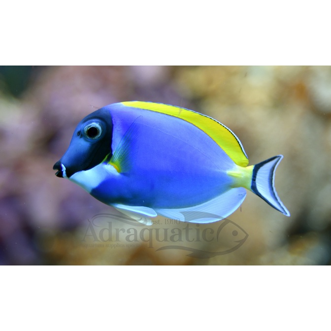 Jual (INSTANT BANDUNG) IKAN HIAS AIR LAUT BOTANA BIRU ACANTHURUS ...