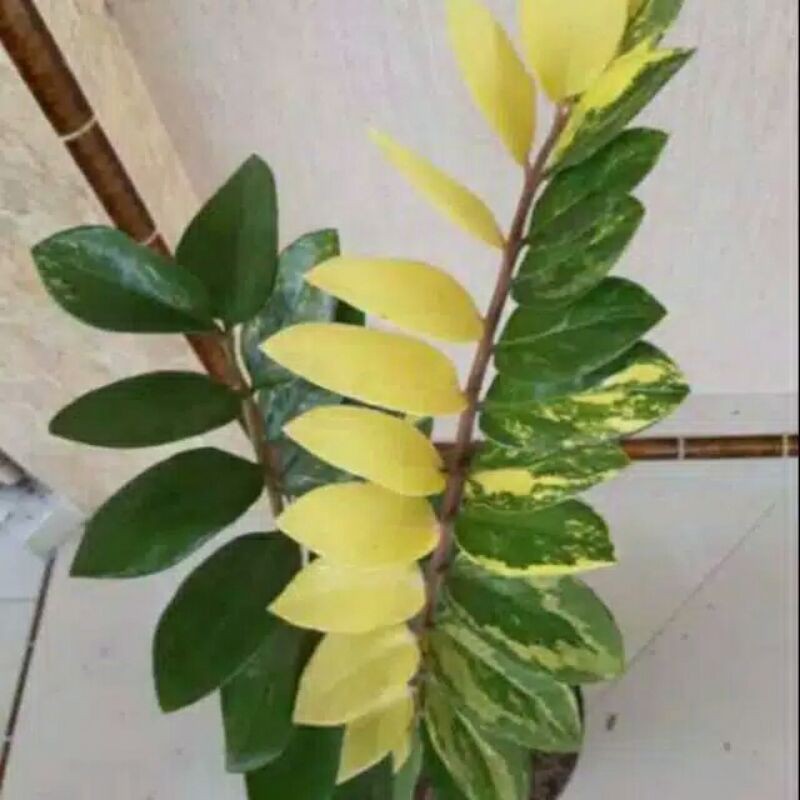 Jual tanaman hias zamia culcas varigata-zamia kulkas varigata-tanaman ...