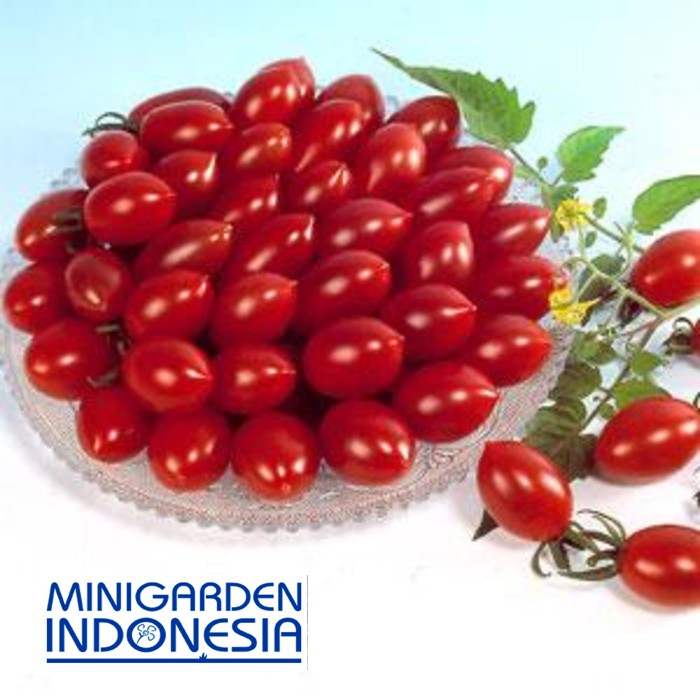 Jual 5 benih tomat cherry merah sugary F1 bibit tanaman sayur Sayuran ...