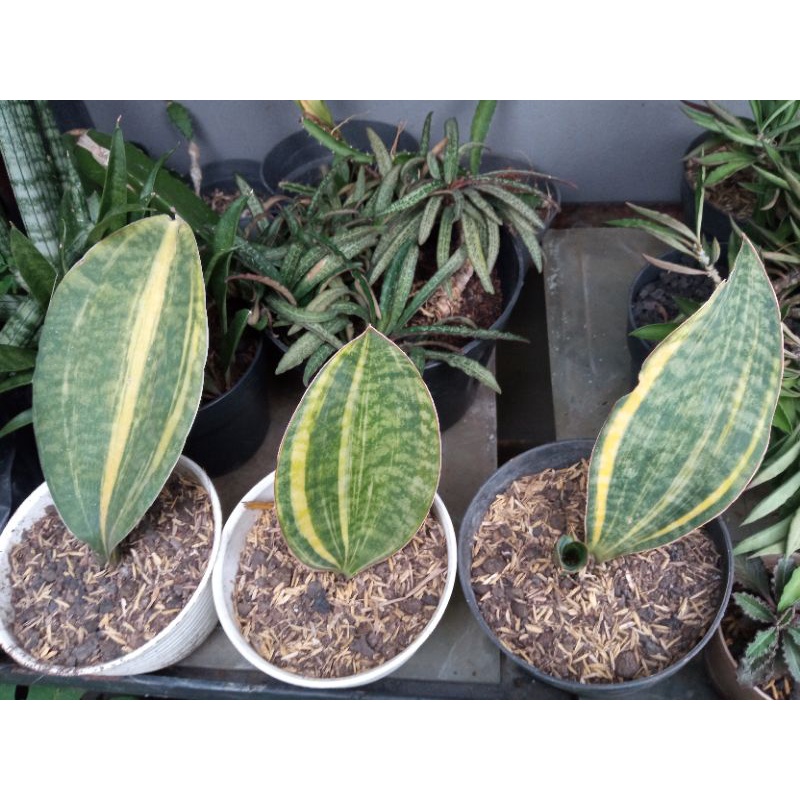 Jual Sansevieria sansivera sanse centong variegata. | Shopee Indonesia