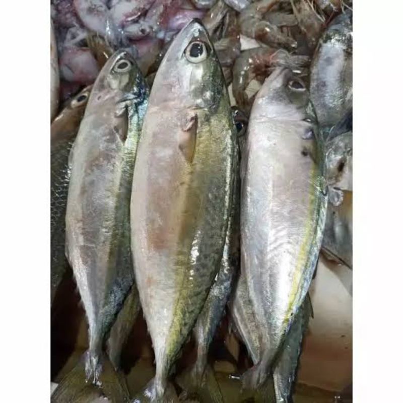 Jual Ikan kembung banyar segar 500gram - 1kg fresh surabaya | Shopee ...