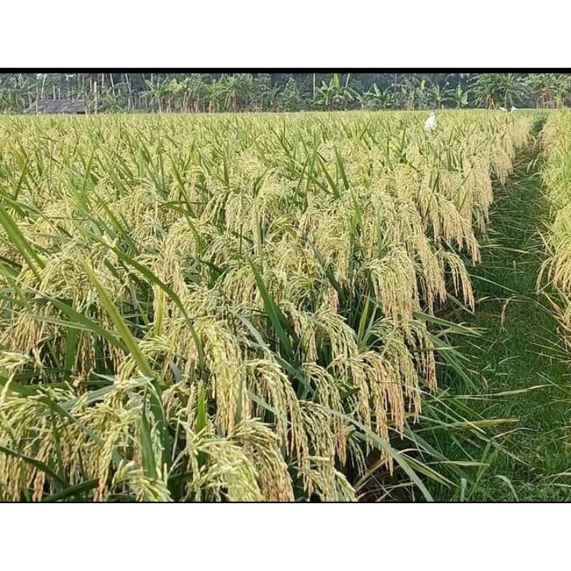 Jual BENIH PADI HMS 700 BIBIT PADI UNGGUL 60 KG | Shopee Indonesia