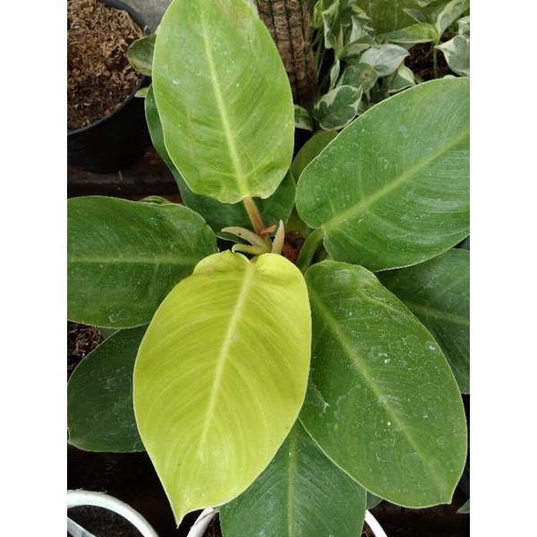 Jual philo lemon( philo moonlight) | Shopee Indonesia
