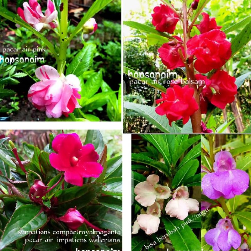 Jual Tanaman Pacar Air Impatiens bunga merah tumpuk pink ungu 20-35cm ...