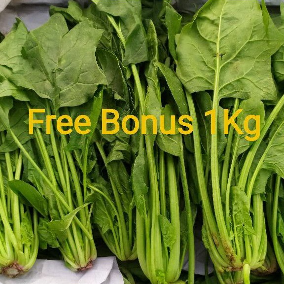 Jual Horenso/ Bayam Jepang/ Poling 1 kg + Gratis Bonus | Shopee Indonesia