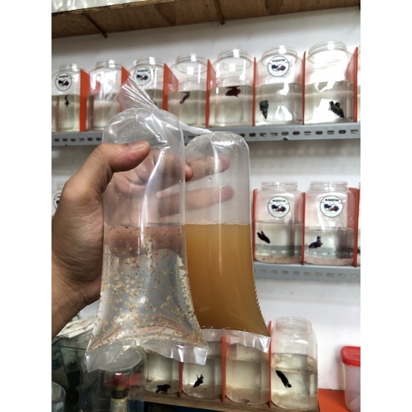 Jual Daphnia Magna Kutu Air Raksasa | Shopee Indonesia