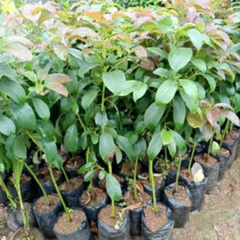 Jual Bibit Buah Alpukat Aligator Super Sudah Okulasi Siap Tanam ...