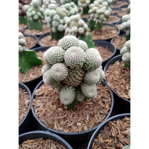 Jual KAKTUS REBUTIA CLUSTER + FREEPOT + BONUSAN | Shopee Indonesia