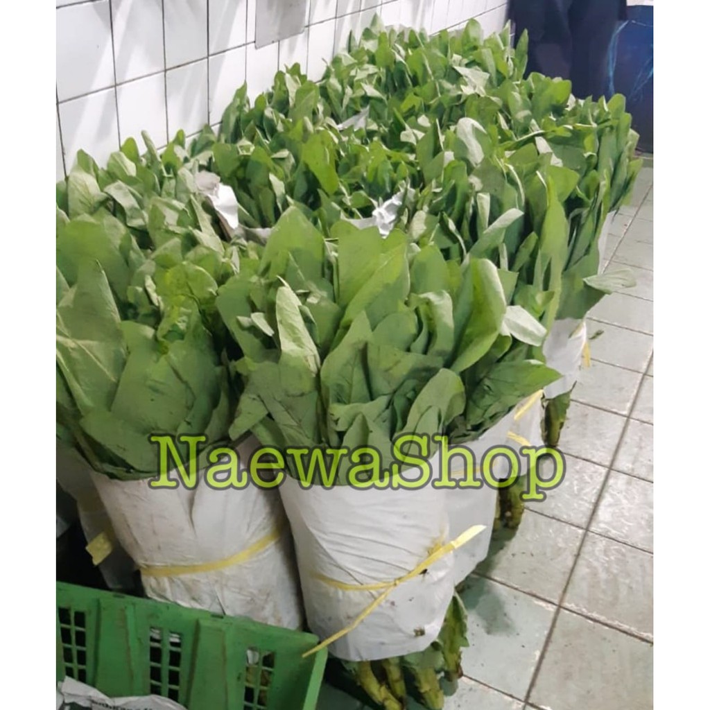 Jual Sayuran Fumak - Fumek - Kumek - Kumak 1kg Lembang Bandung | Shopee ...