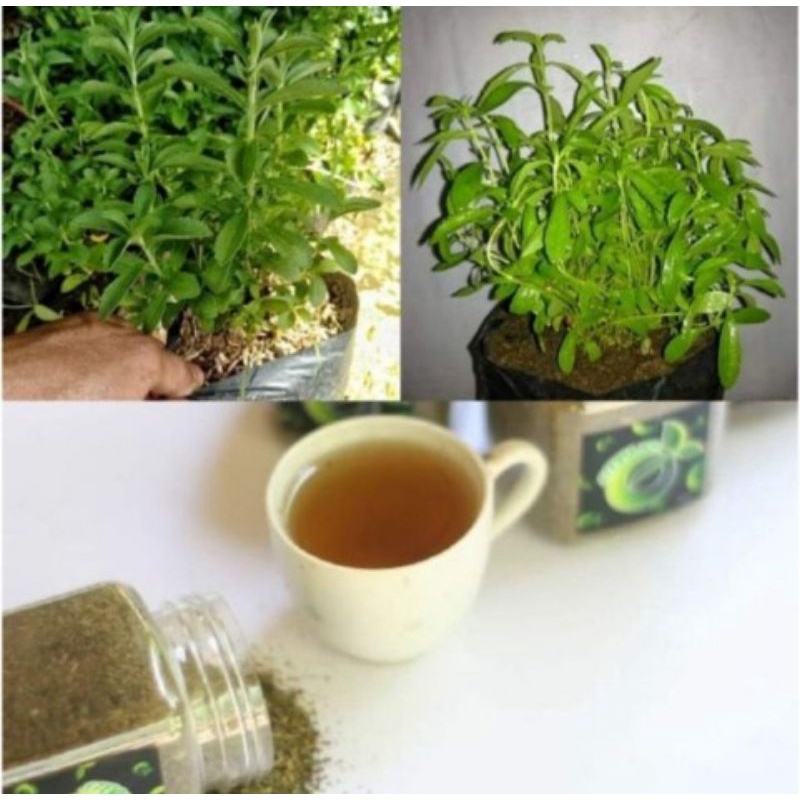 Jual paket 2 ztanaman Stevia (daun manis pengganti gula ) | Shopee ...