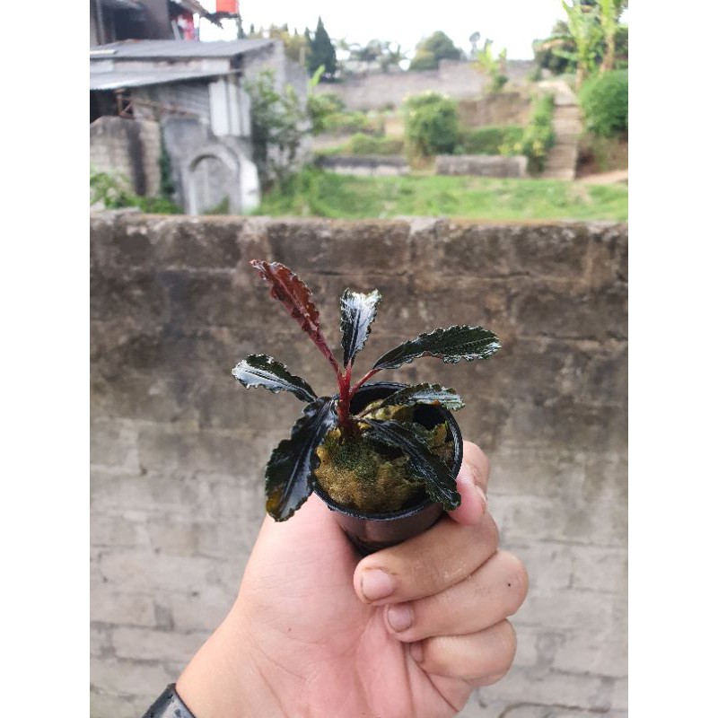 Jual Bucephalandra Red Godzilla | Shopee Indonesia