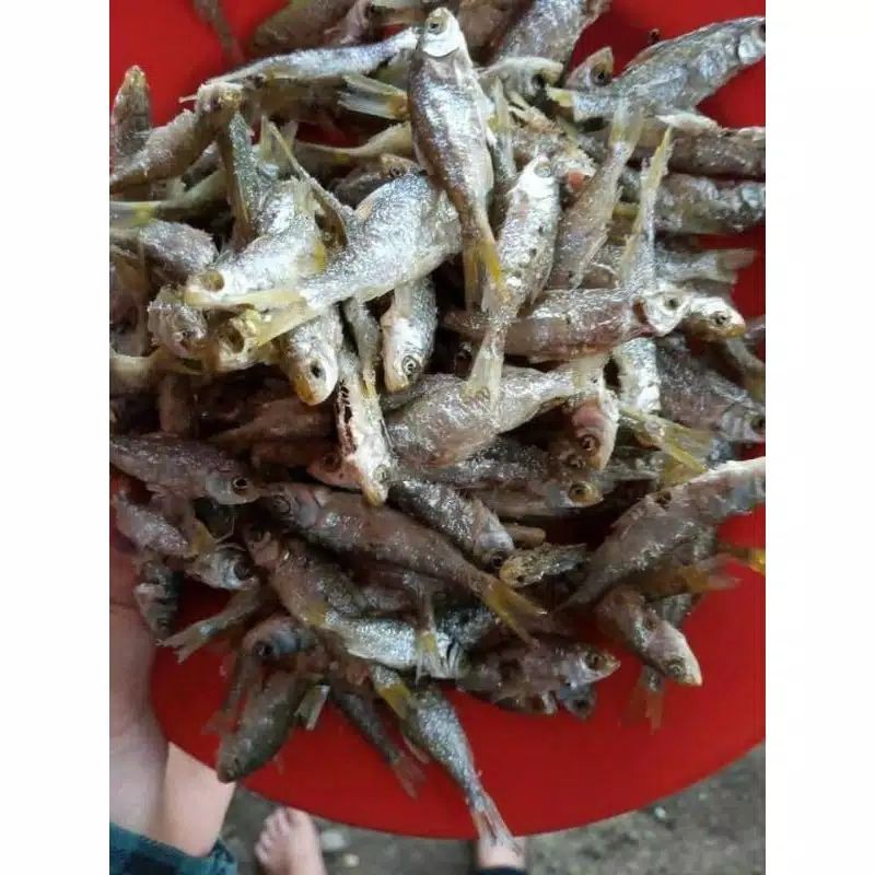 Jual Ikan bilih Asli danau Singkarak Solok | Shopee Indonesia