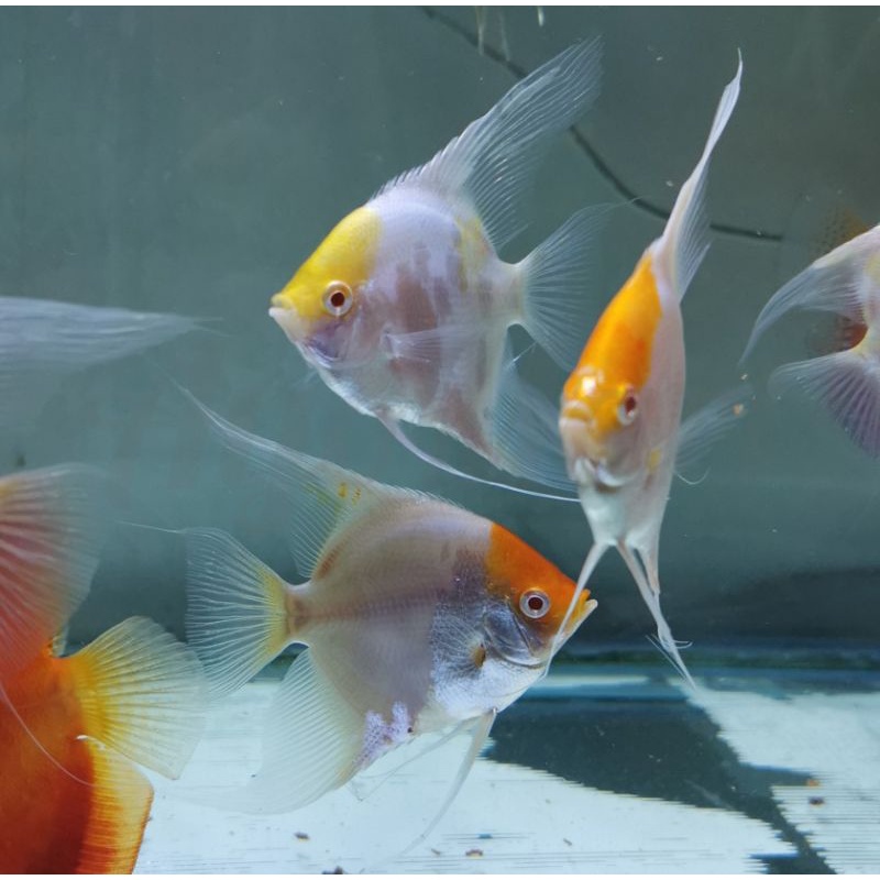 Jual ikan hias Angelfish Manfish RCA Red Cap Albino Koi Indukan Top ...