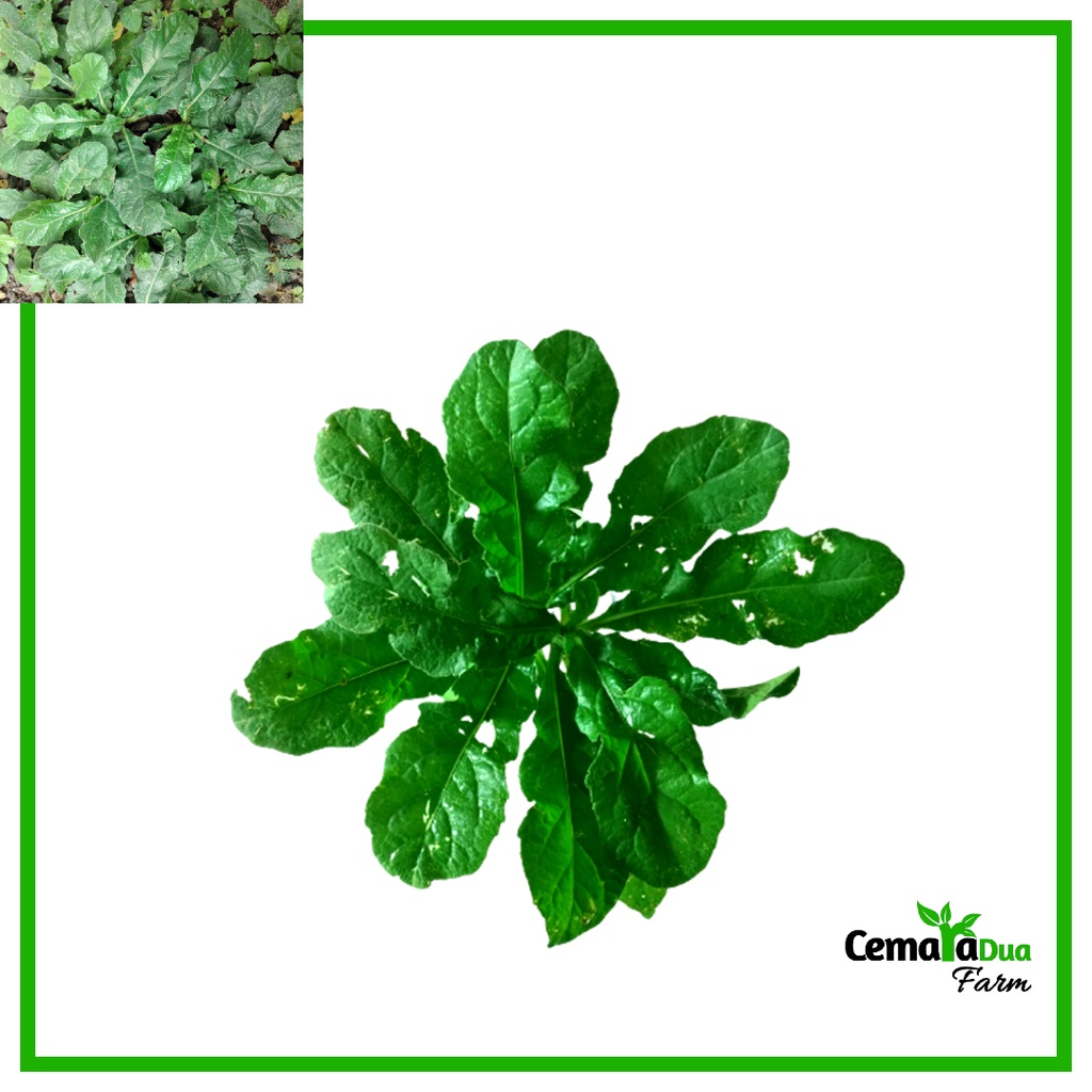 Jual Tapak Liman Daun Tanaman Herbal | Shopee Indonesia