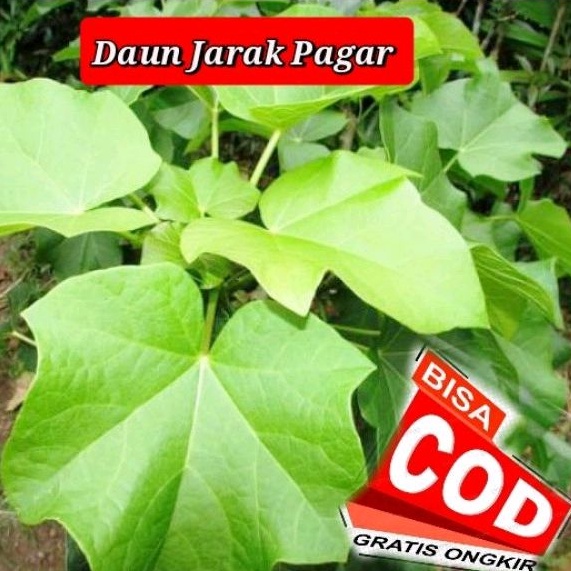 Jual [C O D] Daun Jarak Pagar Segar Obat Herbal 250 Gram Untuk Kompres Alami | Shopee Indonesia