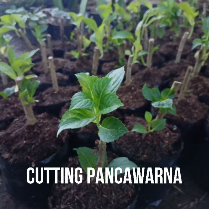 Jual Cutting Pancawarna - Stek Bunga Hortensia - Bibit Bunga Pancawarna ...