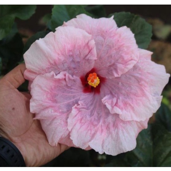 Jual bibit tanaman hias bunga kembang sepatu hibiscus bangkok jumbo ...