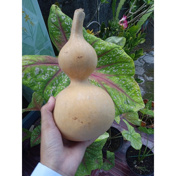 Jual Labu Botol | Labu botol kering (gourd bottle) natural | Tidak ...