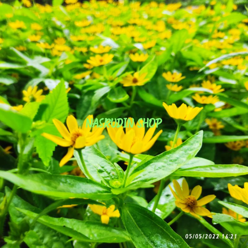 Jual [Fresh] BIBIT BIJI BUNGA MATAHARI MINI 50 TANGKAI / BIBIT BUAH ...