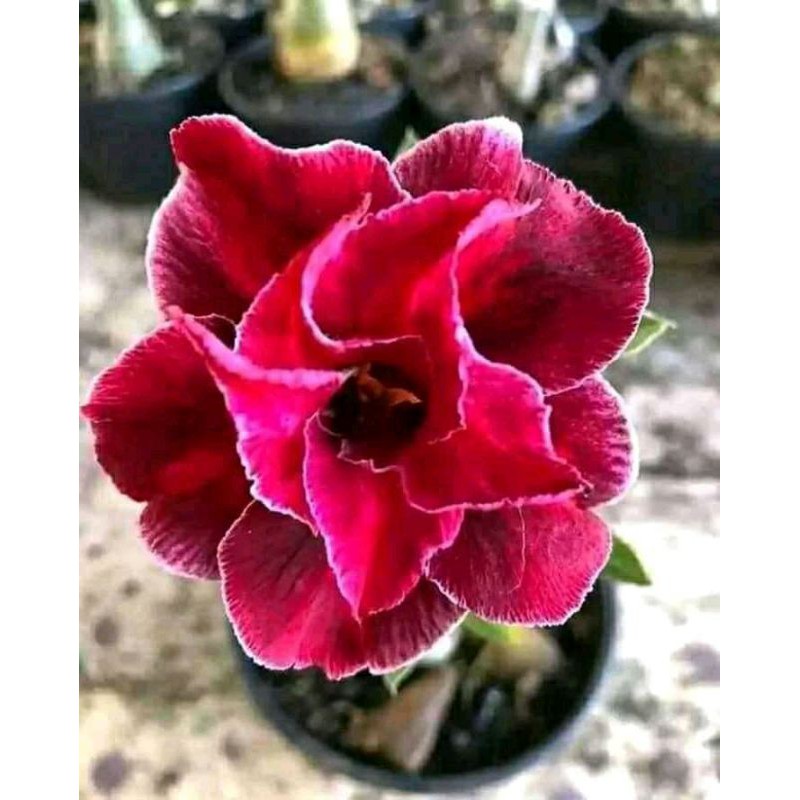 Jual Bibit Tanaman Hias Bunga Adenium Bunga Tumpuk// Adenium Kemboja ...