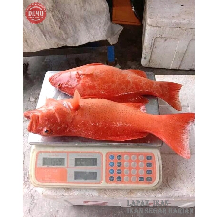 Jual Ikan Kerapu Lodi Kerapu Merah Segar 1~Kilogram | Shopee Indonesia