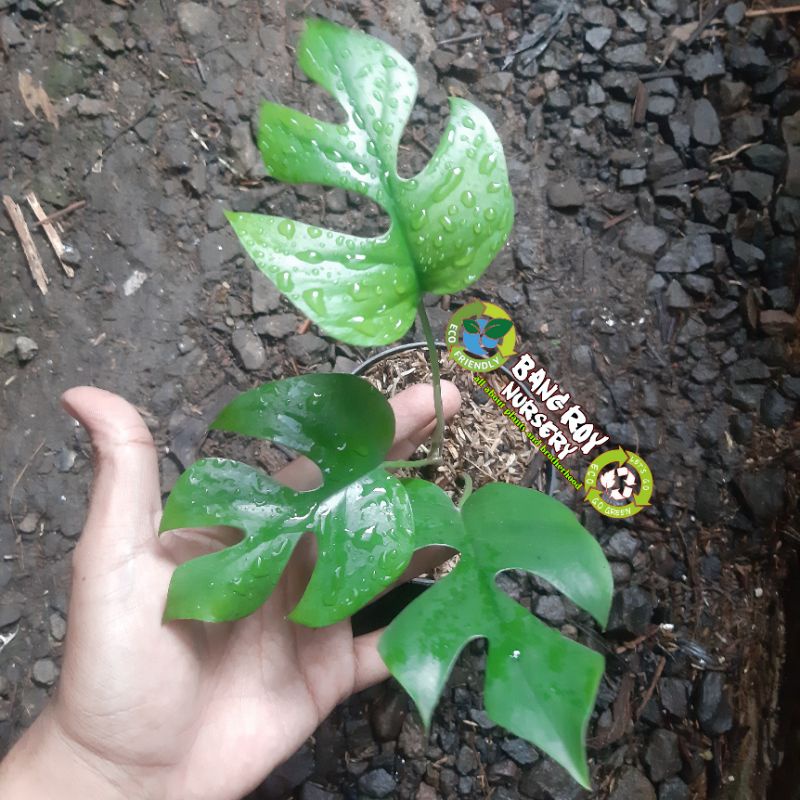 Jual rhaphidophora tetrasperma monstera mini 3 sampai 5 daun | Shopee ...