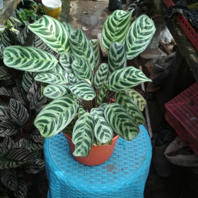 Jual Chalatea stromata, (maranta) | Shopee Indonesia
