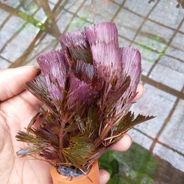 Jual kabomba red-tanaman air aquascape | Shopee Indonesia