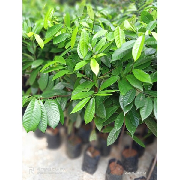 Jual Bibit pohon pala siap tanam tinggi 30-50 cm | Shopee Indonesia