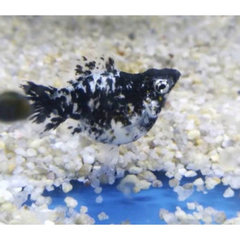 Jual ikan molly marble | Shopee Indonesia