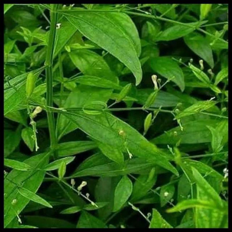 Jual Daun Herbal Sambiloto segar 100gr | Shopee Indonesia