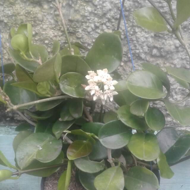 Jual Tanaman Rambat Melati Hoya(bunga putih) | Shopee Indonesia