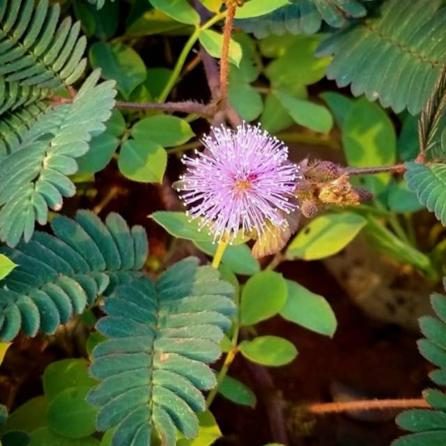 Jual Putri malu segar tanaman putri malu tanaman herbal 150gram | Shopee Indonesia