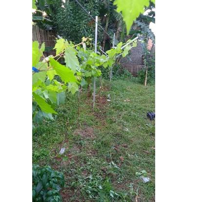 Jual 0BY Rambatan anggur / kabel rambatan anggur 1kg | Shopee Indonesia