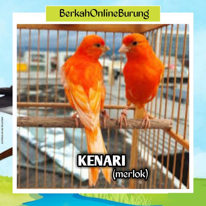 Jual Burung Kenari Jantan Bahan Merlok Sepasang Pilihan Rawatan Bunyi ...