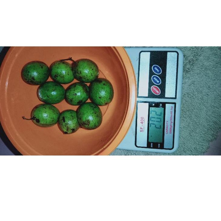Jual [PROMO S0R82] BUAH GANDARIA / BUAH JATAKE / BUAH SEGAR / BUAH ...