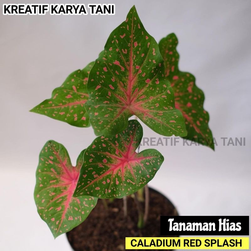 Jual Tanaman hias caladium red splash - Caladium Bicolor - Caladium Api ...