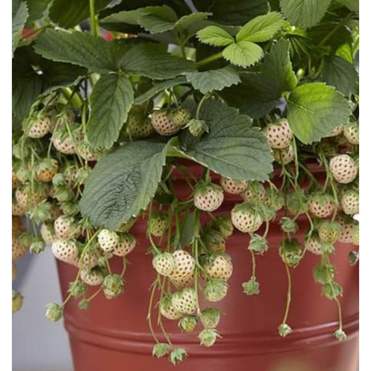 Jual Strawberry putih import langka PINEBERRY (Asli) | Shopee Indonesia