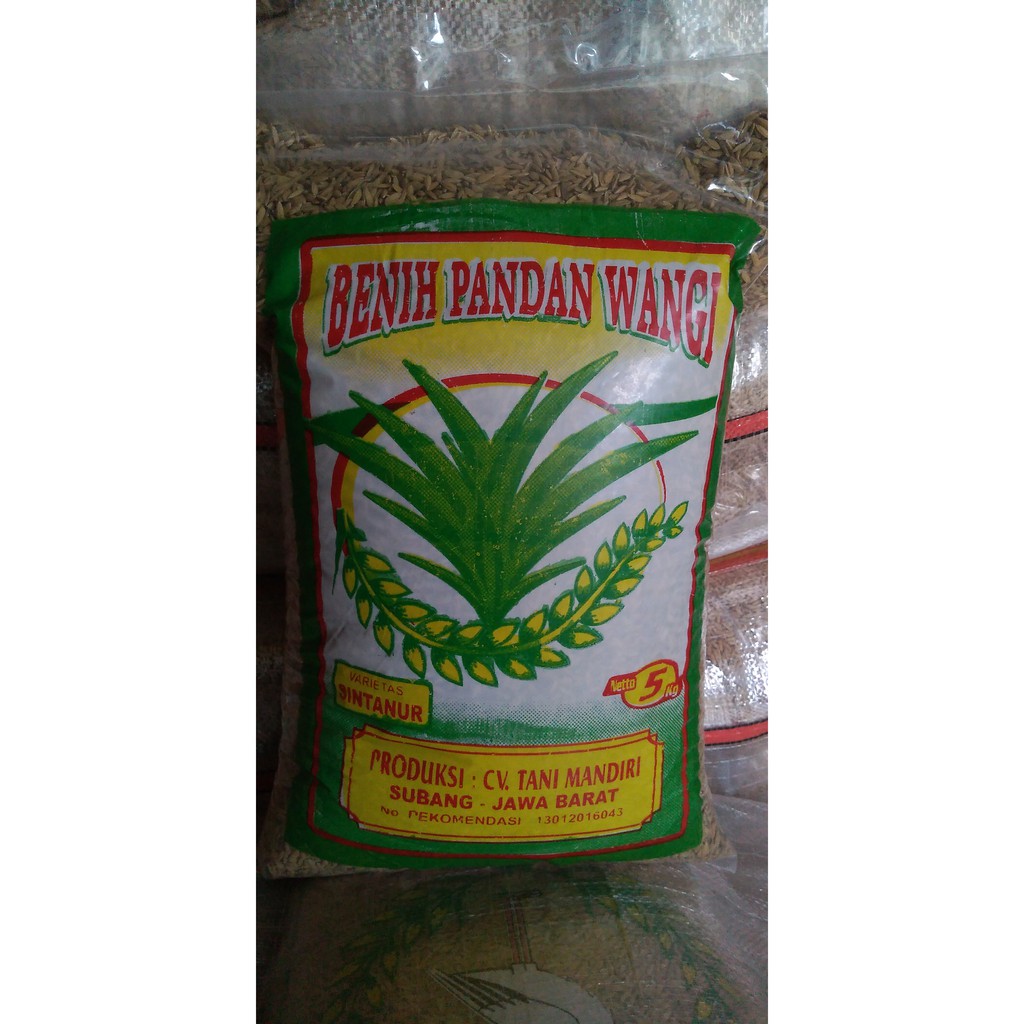 Jual Benih padi pandan wangi (5kg) | Shopee Indonesia