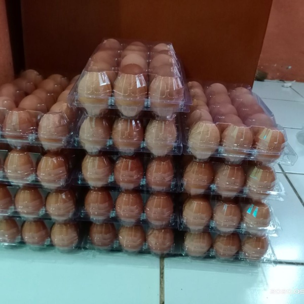 Jual SGS MIKA TELUR ISI 15 Dengan Pengunci | Shopee Indonesia