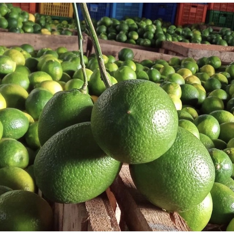 Jual Suur Lemoen Jeruk Lemon California Hijau 1 KG | Shopee Indonesia
