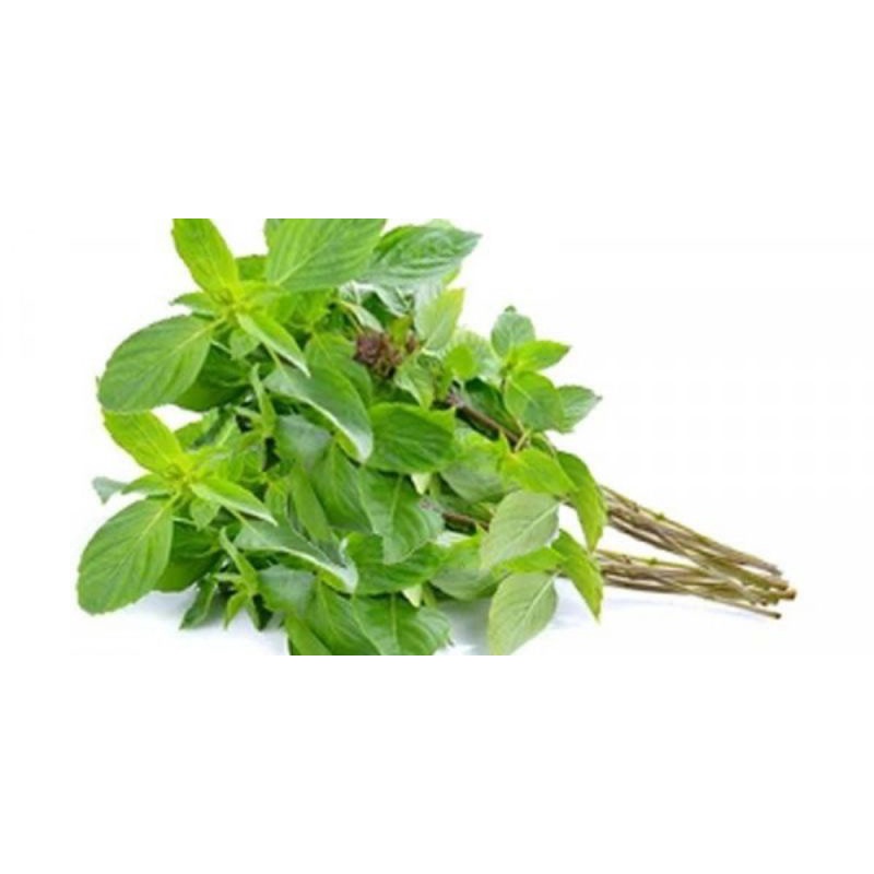 Jual Readyy Daun kemangi segar organik netto 100gram daun harum wangi ...