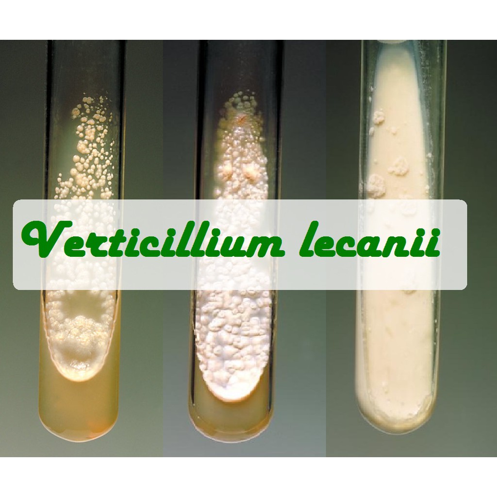 Jual Biakan Verticillium lecanii Murni Isolat Verticillium | Shopee ...