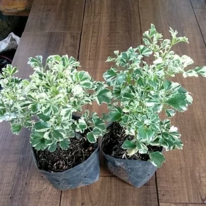Jual Tanaman hias andong laut variegata mini | Shopee Indonesia
